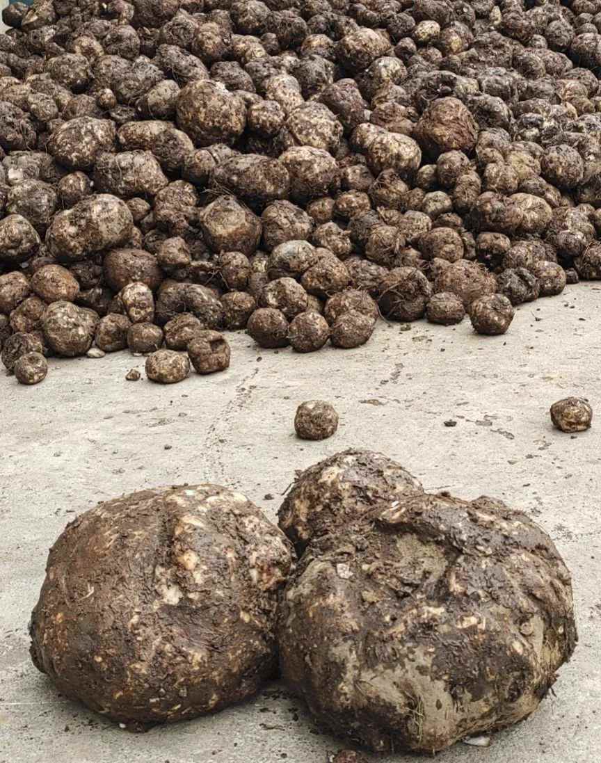 Why Konjac Noodles Whole Foods is the Foundation of Many Diets